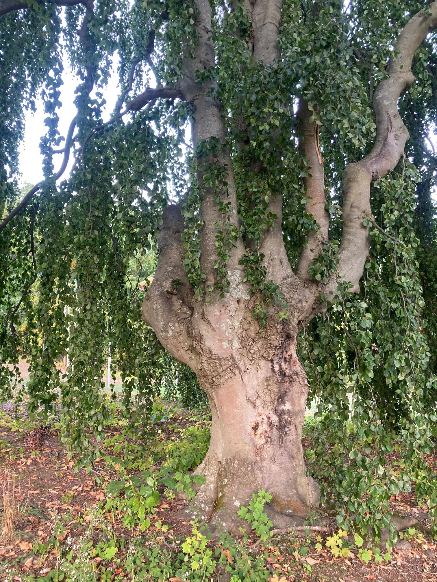 Power, Wisdom & Integrity -'Weeping Beech Tree'