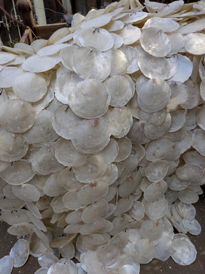 Capiz Shells (Natural)