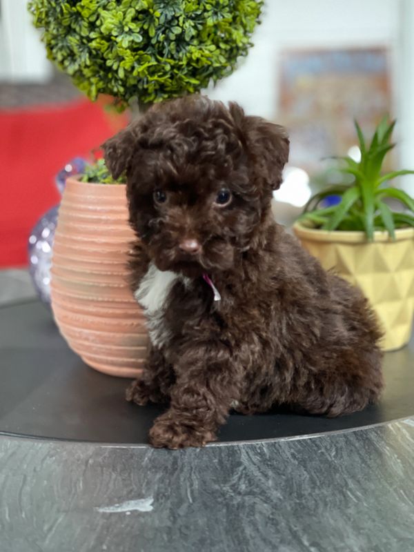 Caniche miniature | passiongoldendoodle