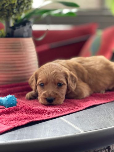 Goldendoodle | passiongoldendoodle