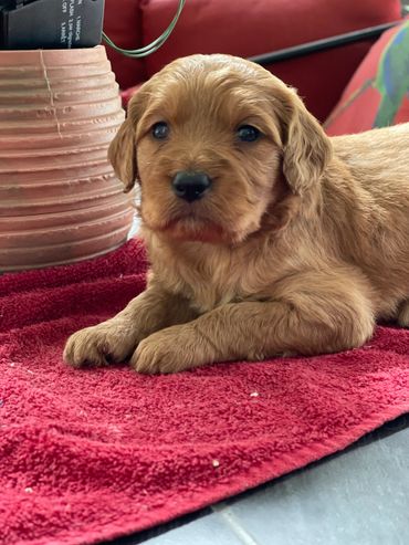 Goldendoodle | passiongoldendoodle