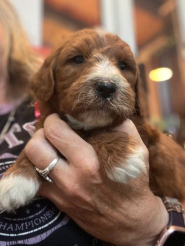 Goldendoodle | passiongoldendoodle