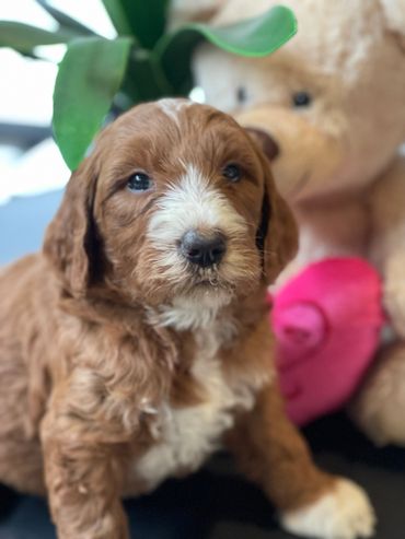 Goldendoodle | passiongoldendoodle