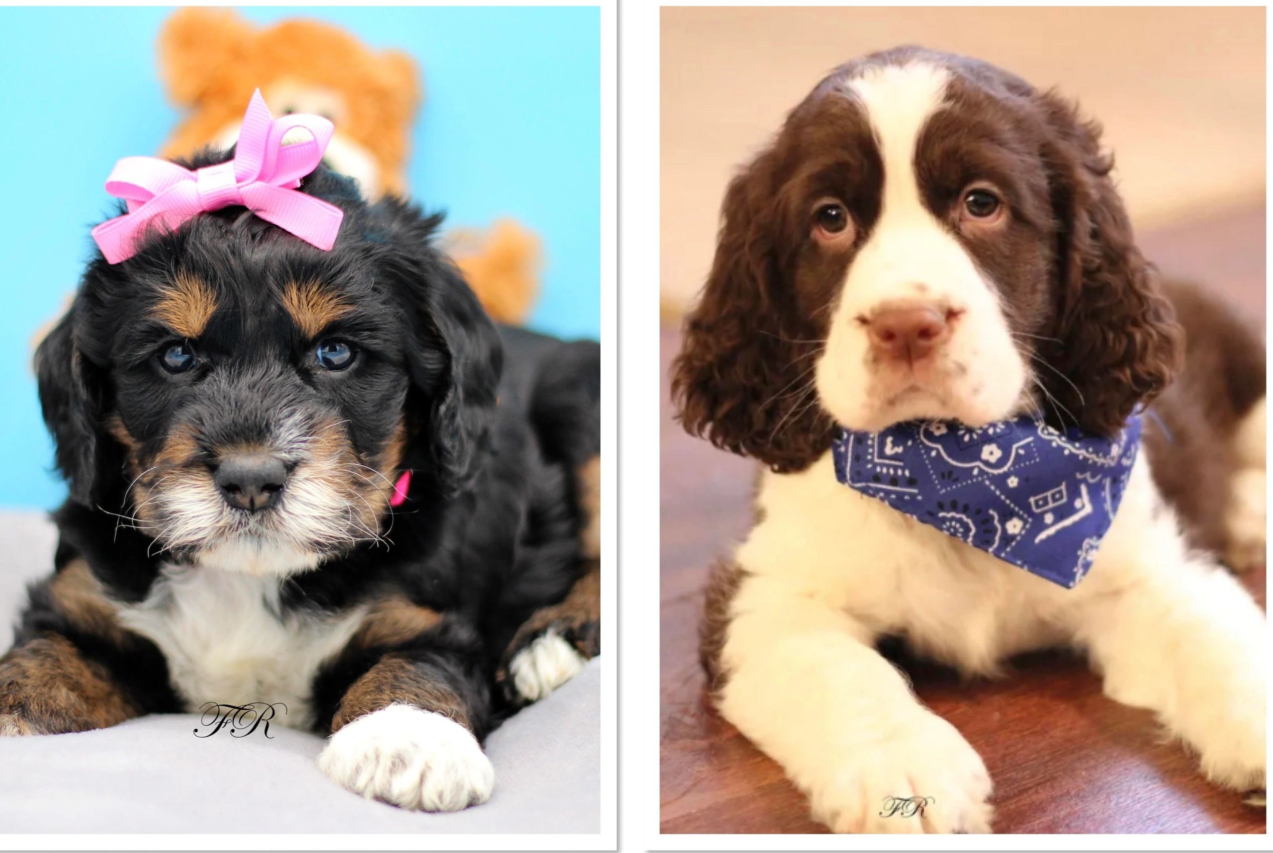 Family Raised Doodles - Breeder, Doodles, English Springer Spaniels