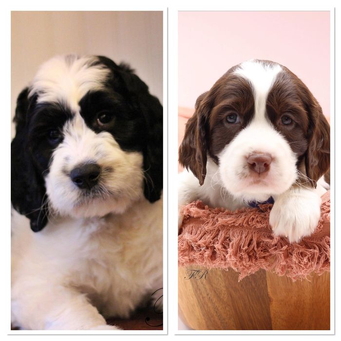 Family Raised Doodles - Breeder, Doodles, English Springer Spaniels