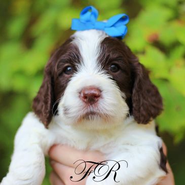 Family Raised Doodles - Breeder, Doodles, English Springer Spaniels