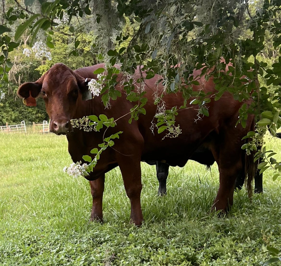 Central Florida Beef