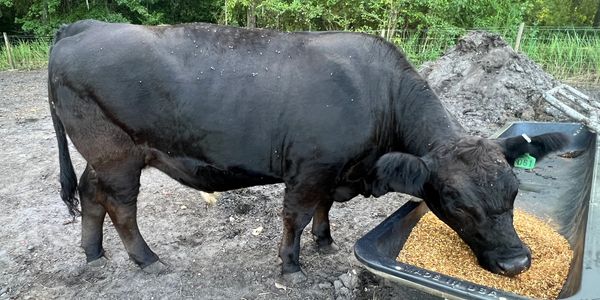 Central Florida Beef