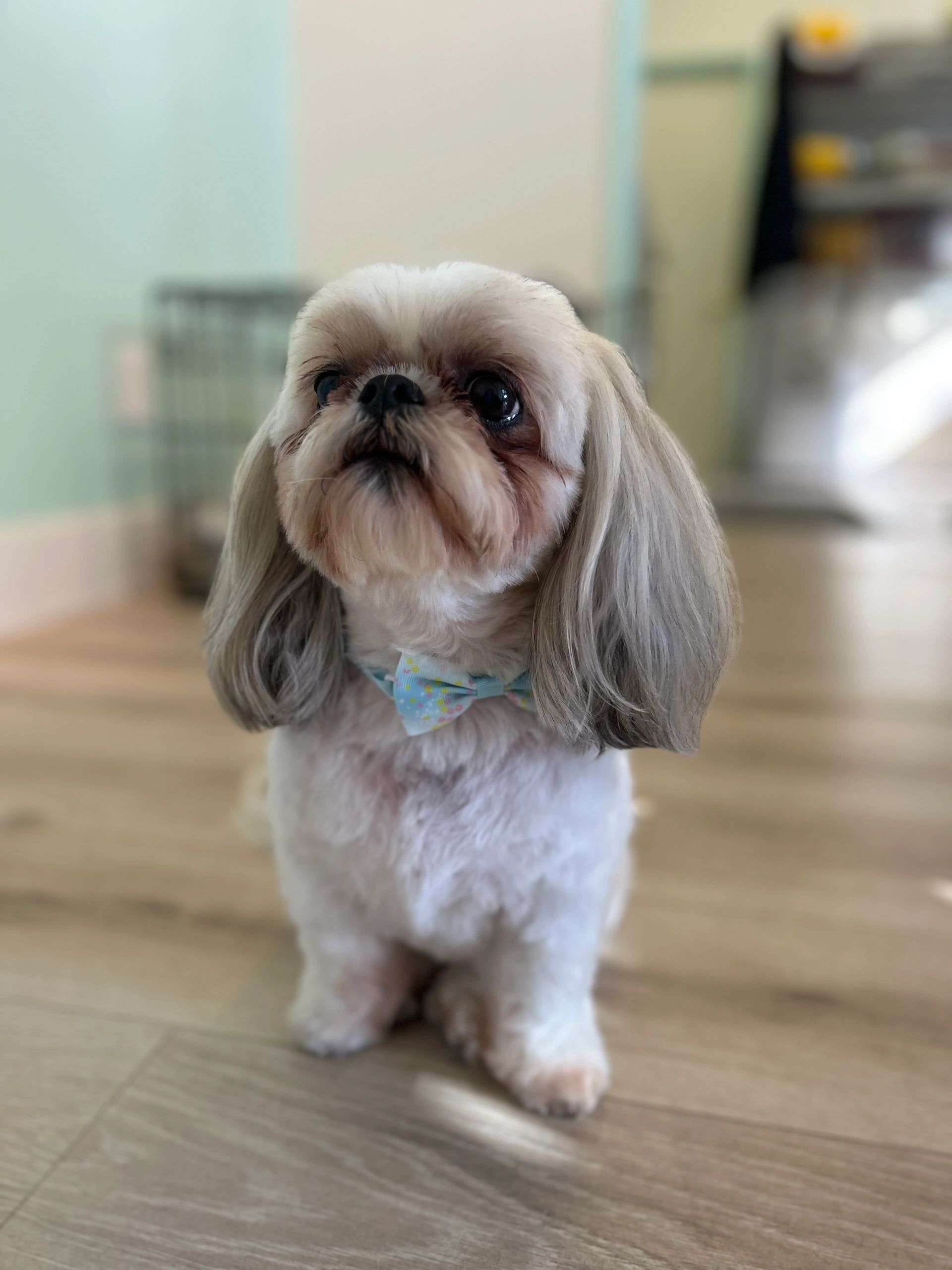 Pawsitive Vibes - Pet Spa, Pet Grooming