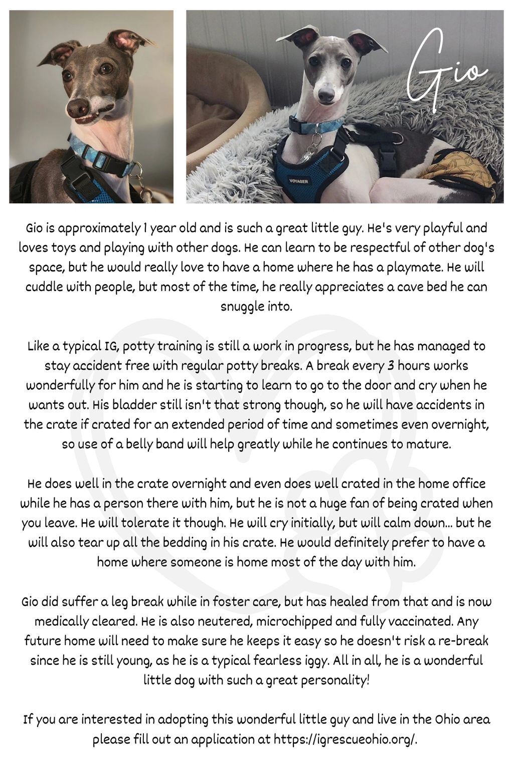 Available IGs | IGRF Ohio Italian Greyhound Rescue