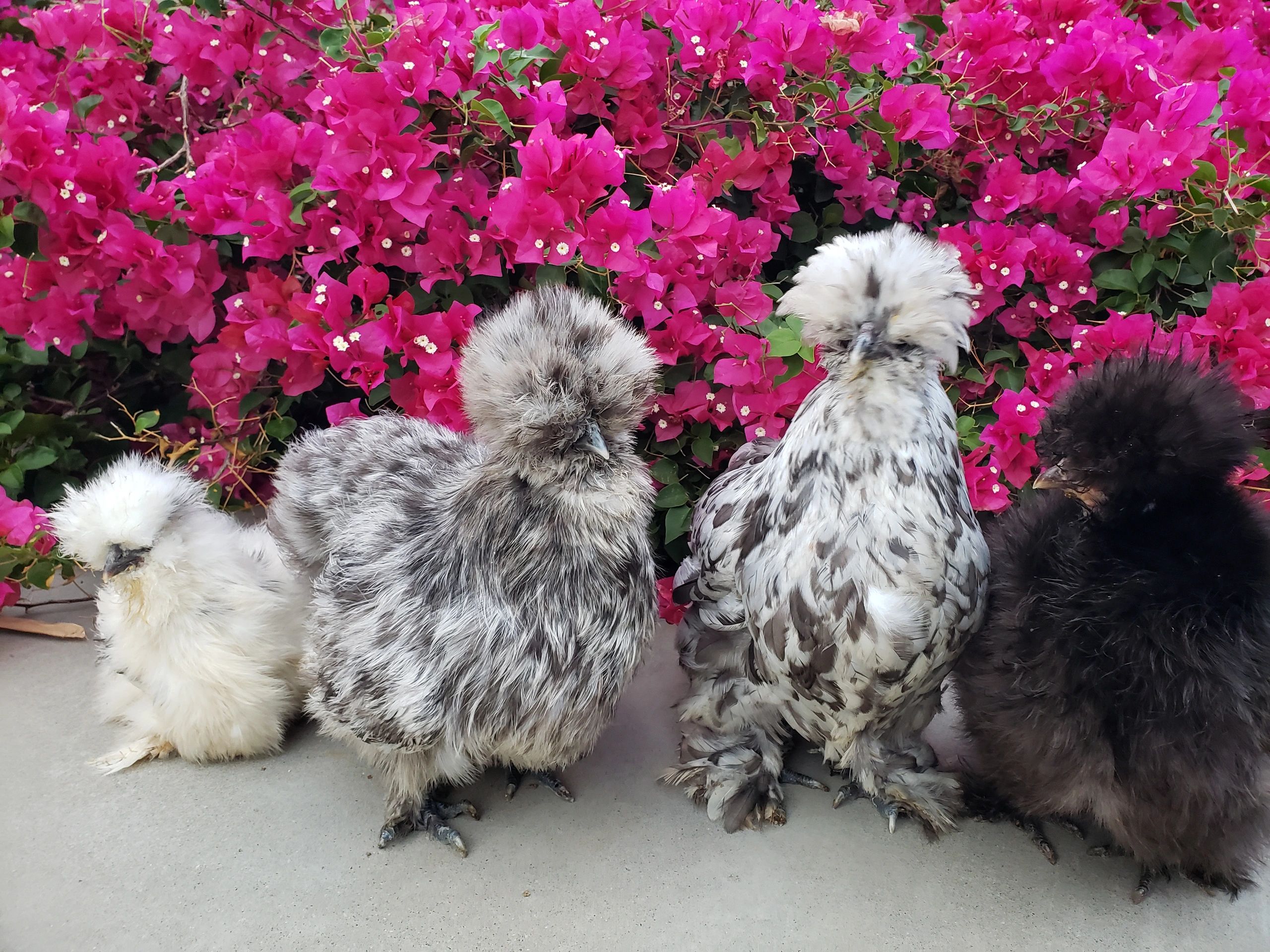 SunValley Silkies and Seramas