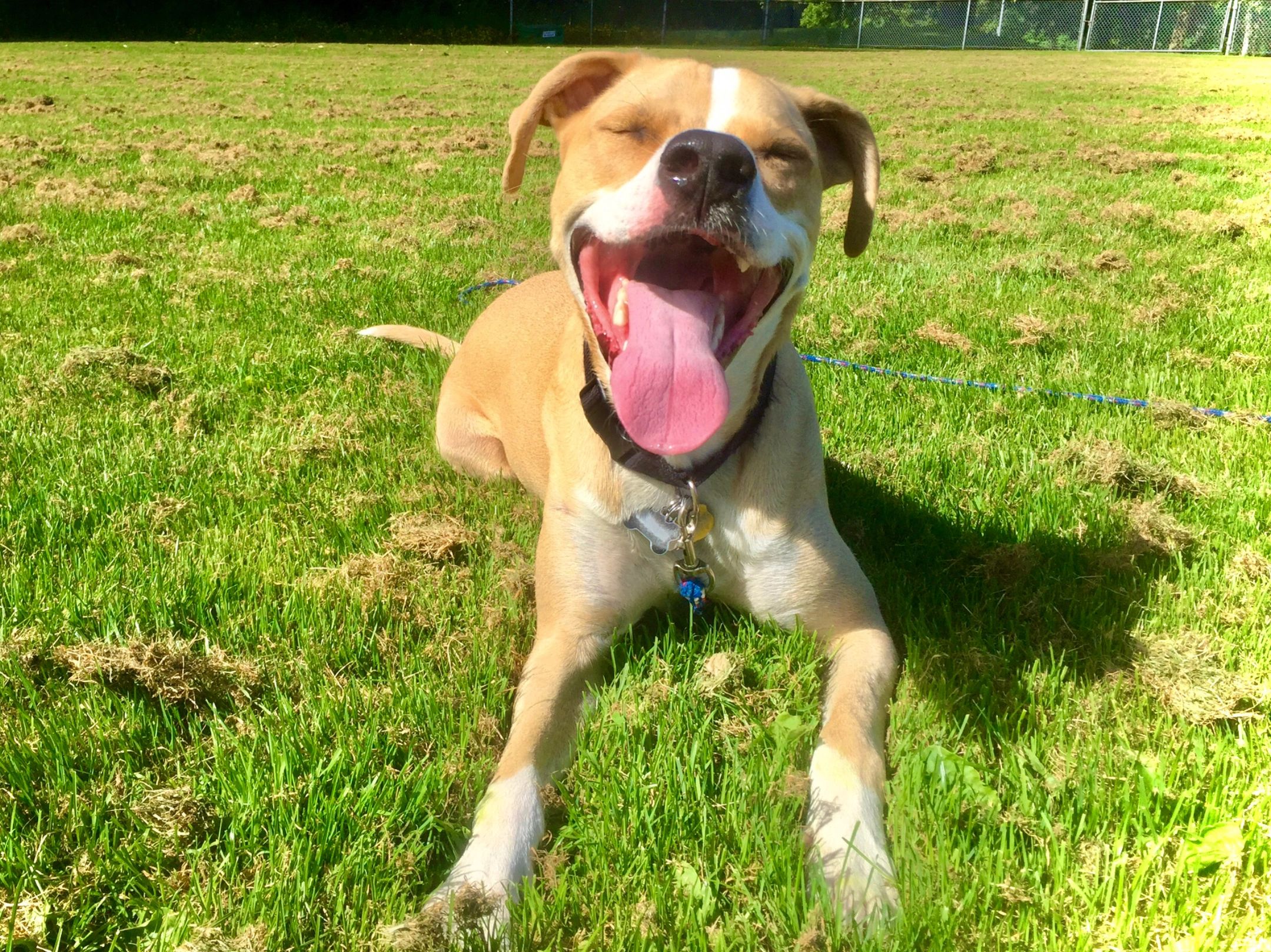 Little Big Dog Services