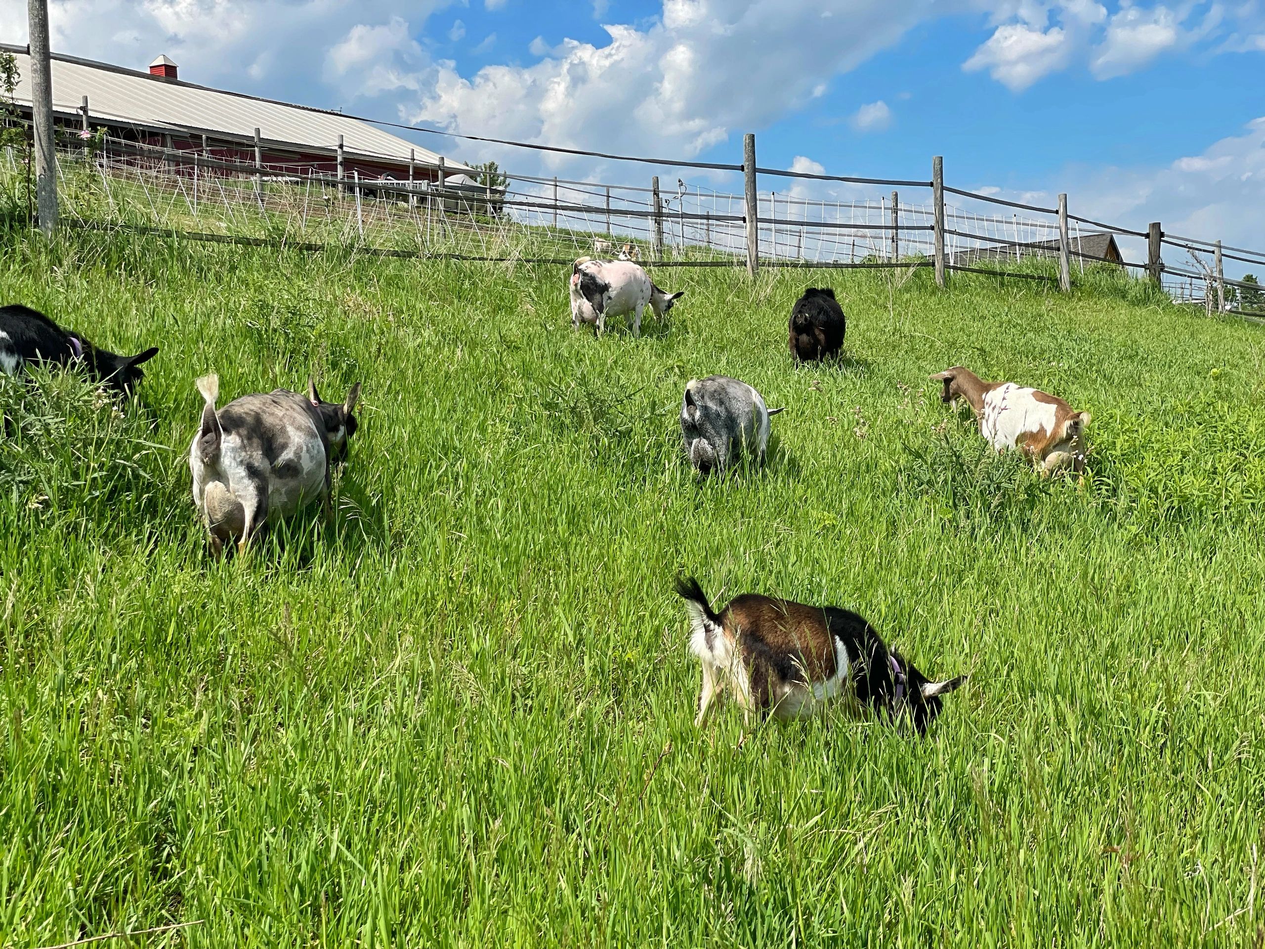 Timber Hill Farms - Nigerian Dwarf Goats, German Shorthaired Pointers