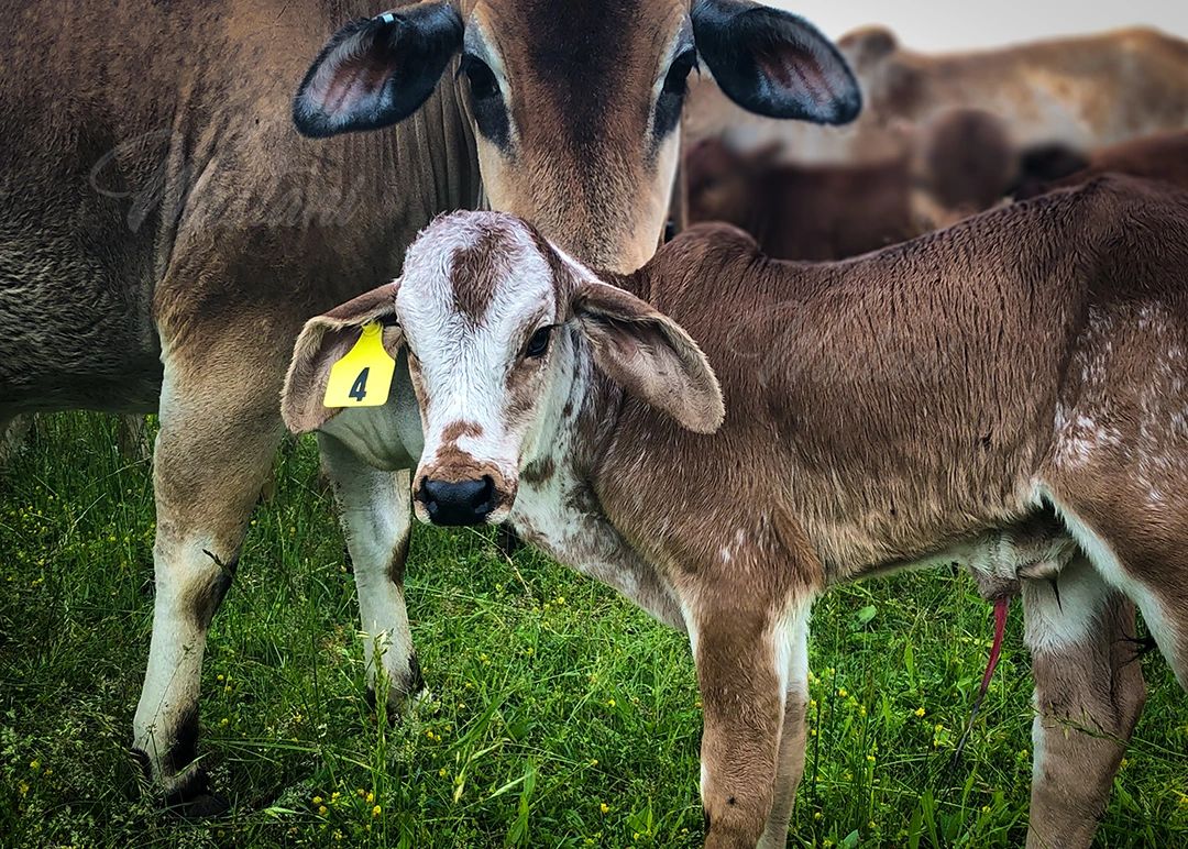 Wastani Cattle - Wastani Cattle Breeders Association