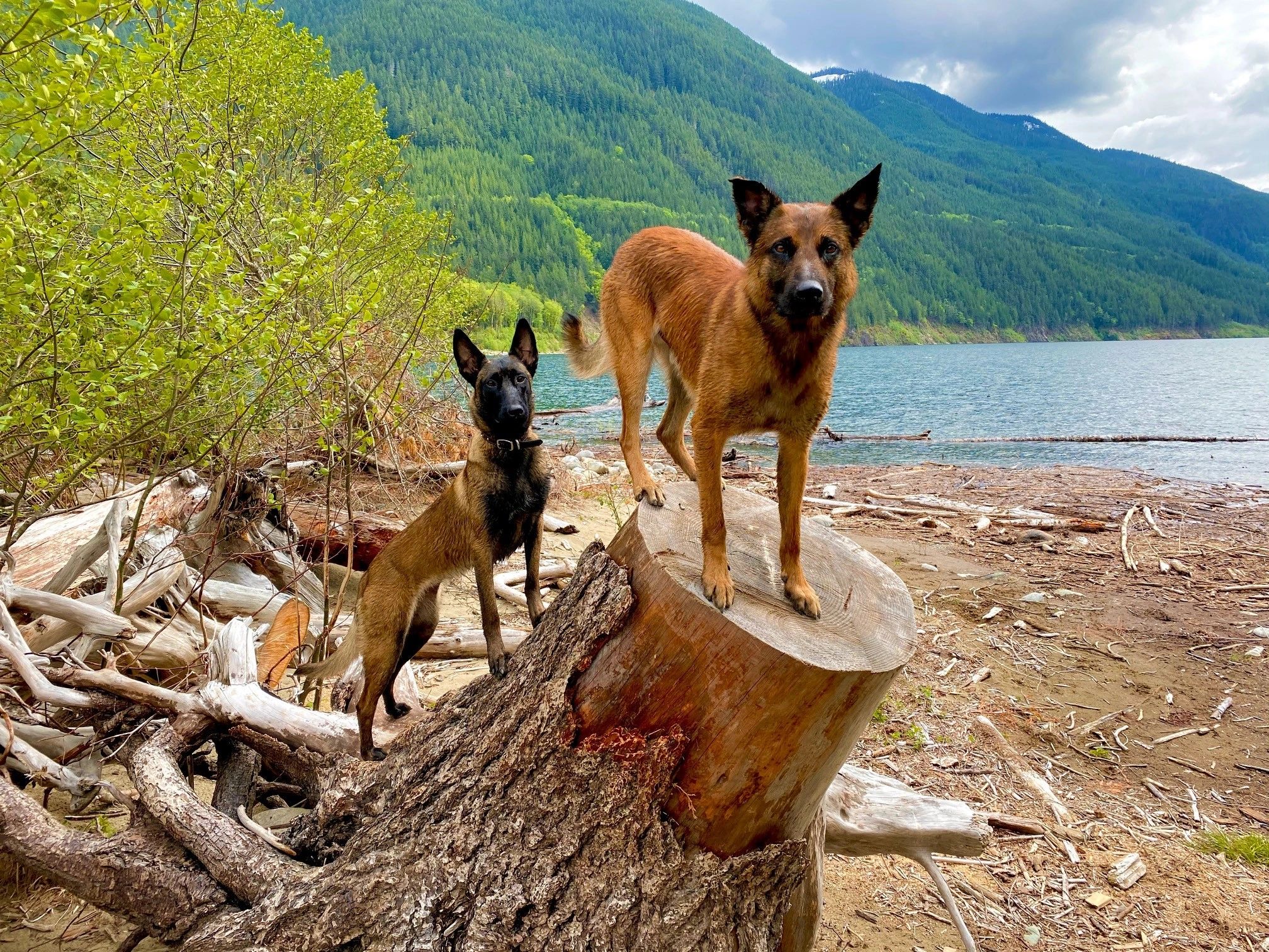 Dog Application Form
