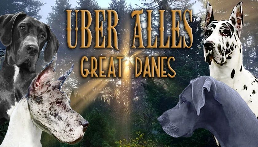 Uber Alles Great Danes