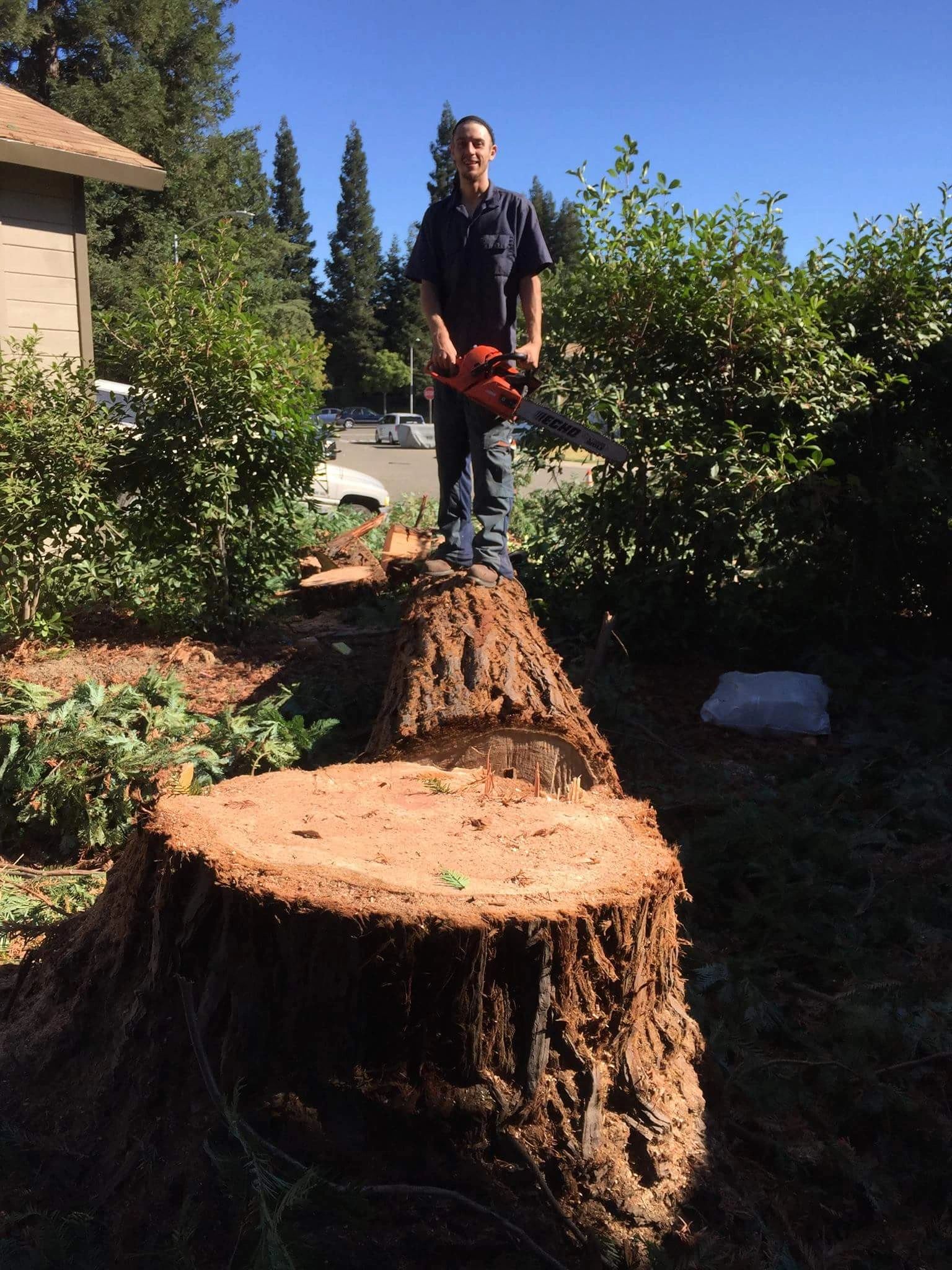 Tree Service, Arborist - Sac-tree - Sacramento, California