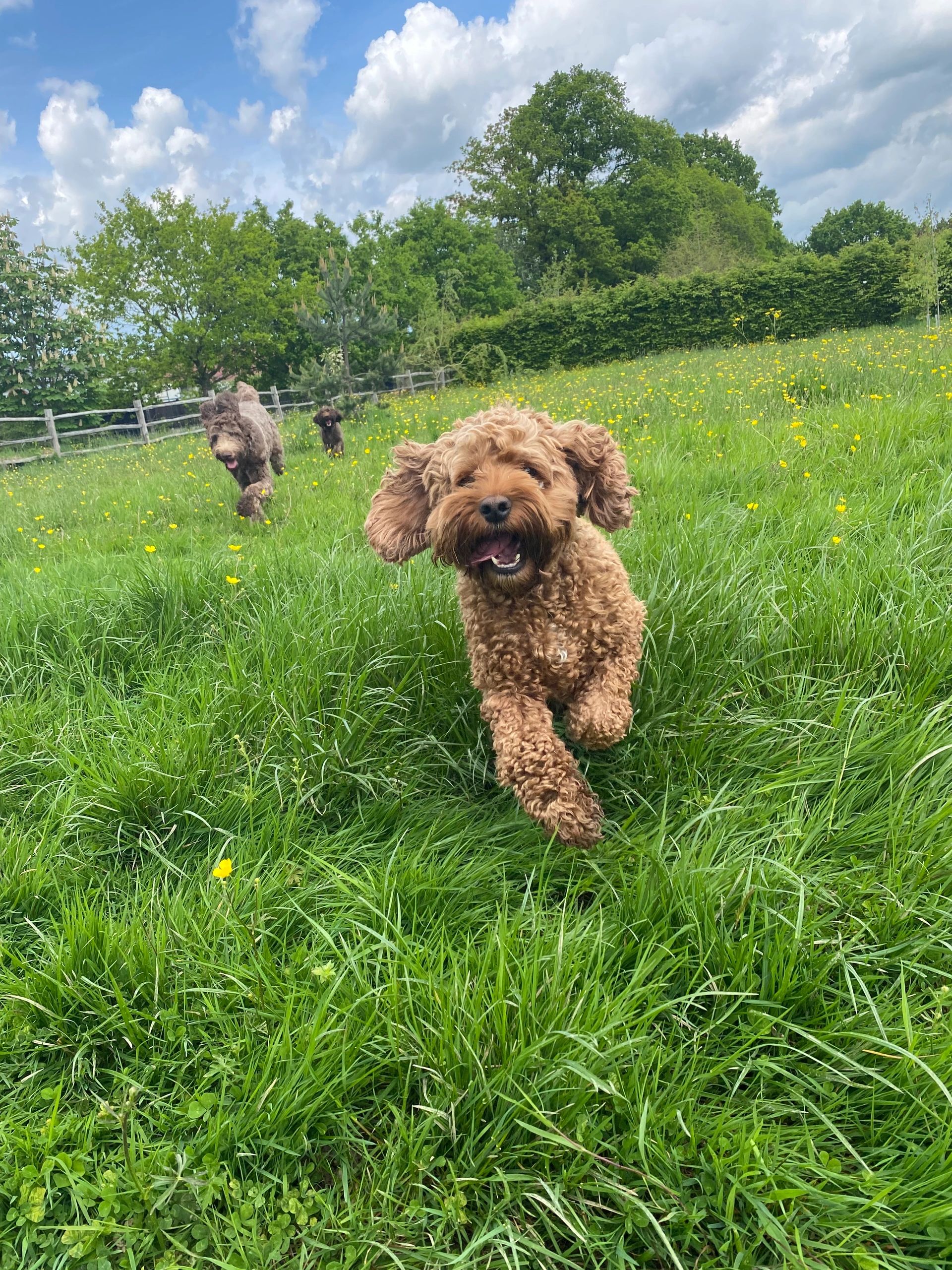 Top Dog Walkers in Your Area - Barks of Headcorn