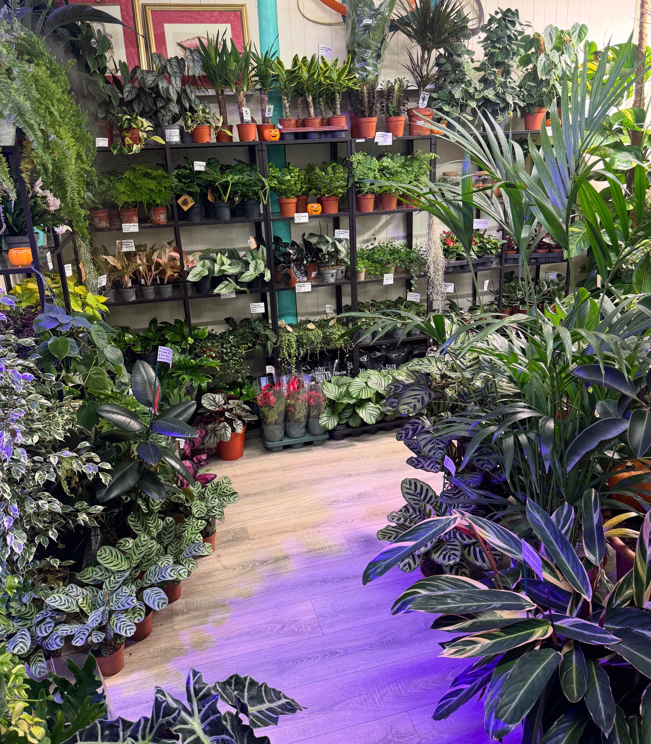 Jordan - The Plant Guy : Indoor Gardener | Mobile Plant Repotting ...