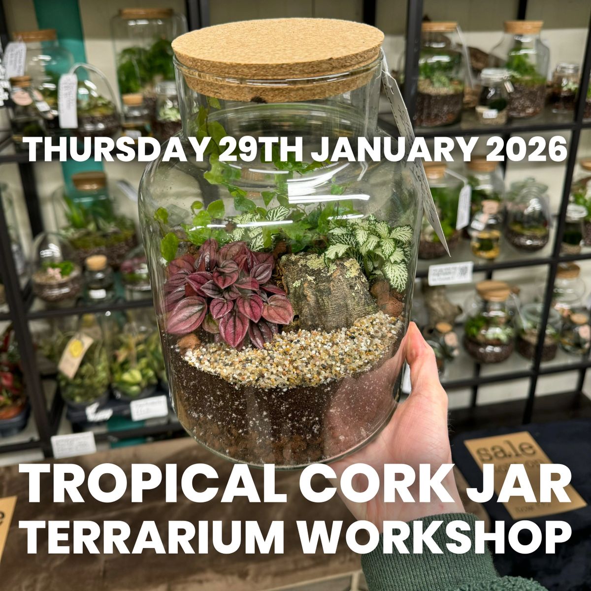 Tropical Cork Jar Terrarium Workshop - Thursday 29th January, 7pm-8 ...