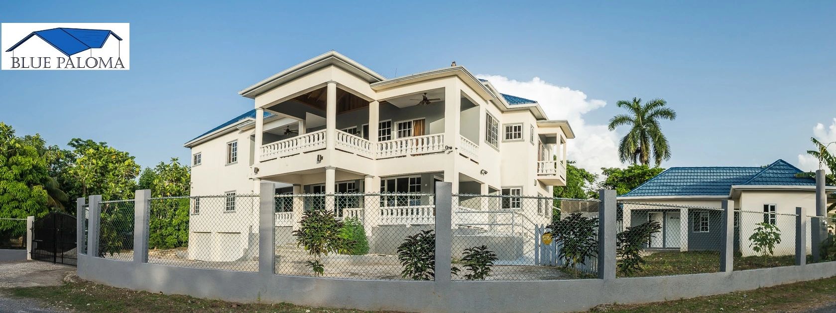 Blue Paloma - Blue Paloma Jamaica