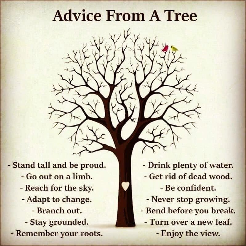 Learn from a Tree