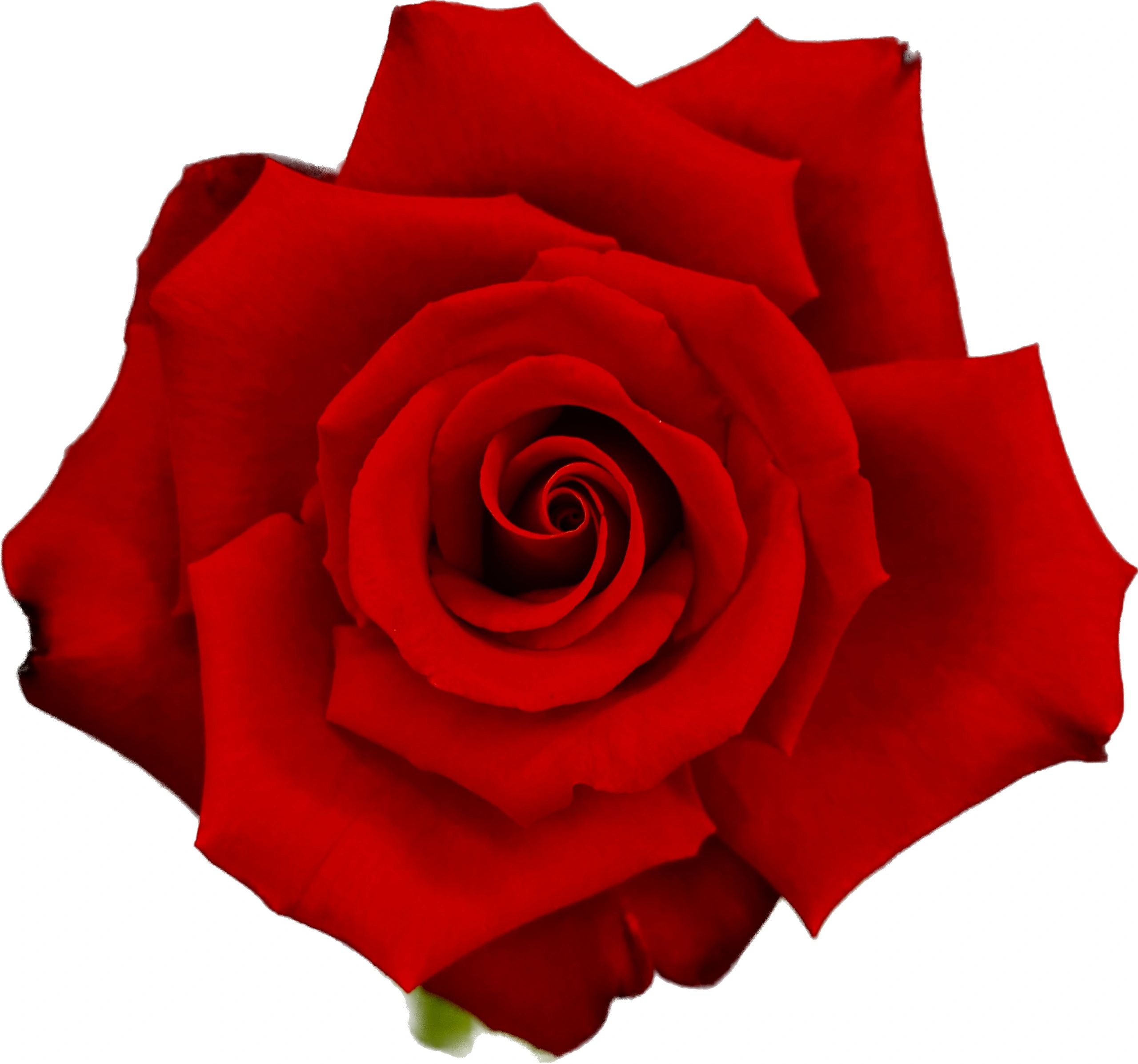Welcome to Mother Lode Rose Society - Learn how easy it is to grow ...