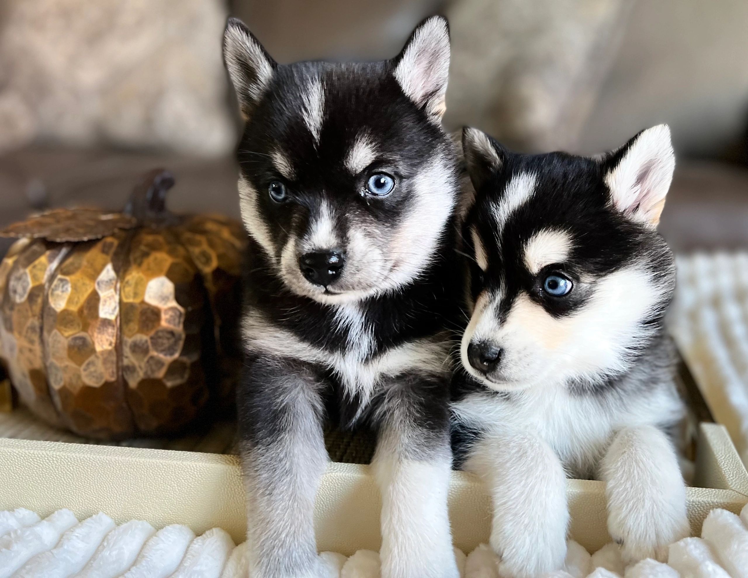 Are Pomskies Healthy Dogs