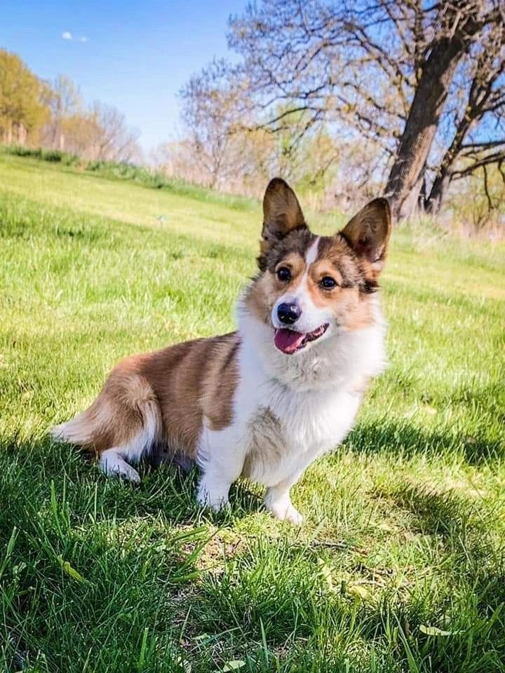 Do Corgis Have Blue Eyes