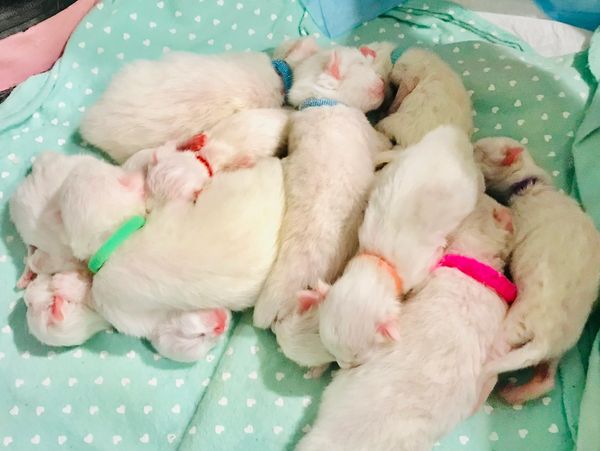 Available Ragdoll Kittens - Gold Medal Ragdolls