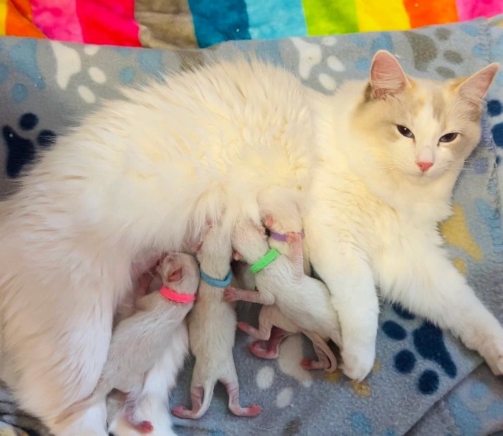 Available Ragdoll Kittens - Gold Medal Ragdolls