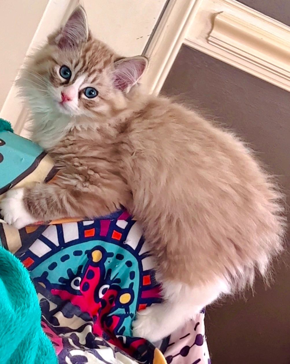 Available Ragdoll Kittens - Gold Medal Ragdolls