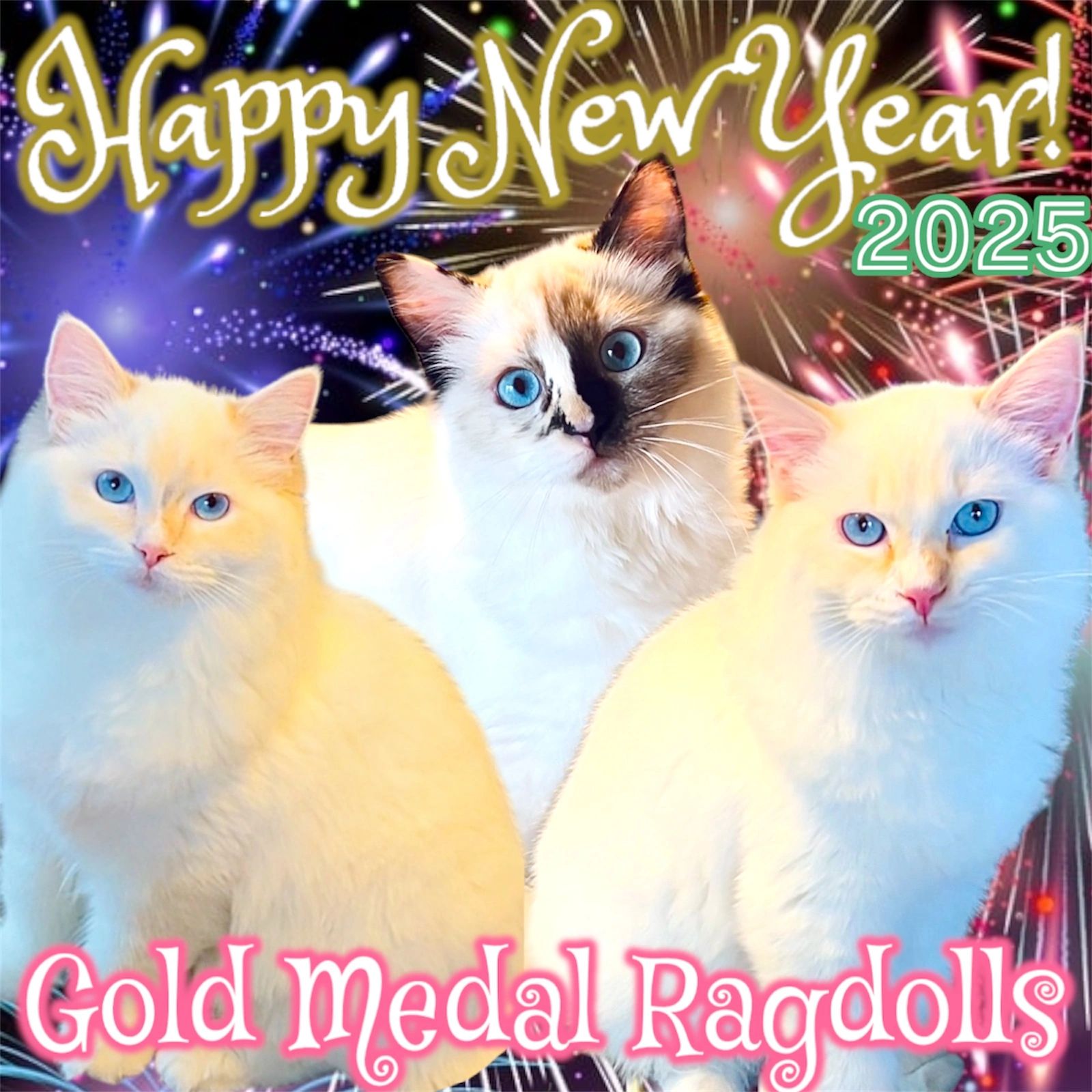 Available Ragdoll Kittens - Gold Medal Ragdolls Cattery