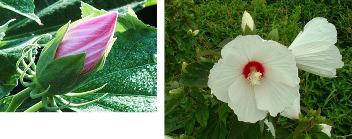 Hibiscus moscheutos - Swamp Rose Mallow (2-Inch Containers)