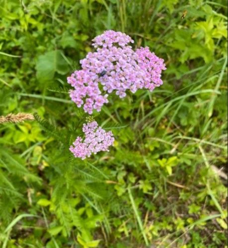 ACHILLEA MILLEFOLIUM (COMMON YARROW) (2-Inch Containers)