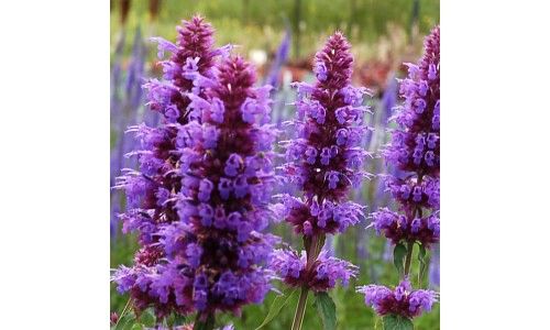 AGASTACHE 'Blue Boa' PP24050 (2.5-Inch Containers)