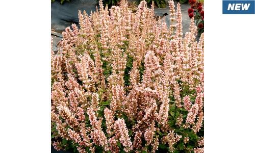 AGASTACHE 'Pink Pearl' PPAF (2.5-Inch Containers)