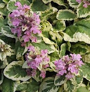 AJUGA 'Pink Lightning' PP22255 - Full Flat of 21 Plants
