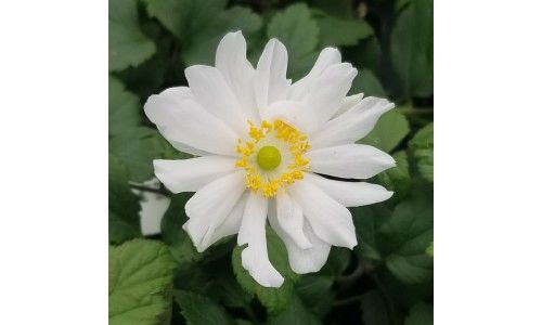 ANEMONE 'Snow Angel' PP31802 - Full Flat of 21 Plants