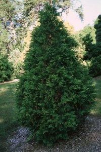 ARBORVITAE TECHNY - Six (6) Plants