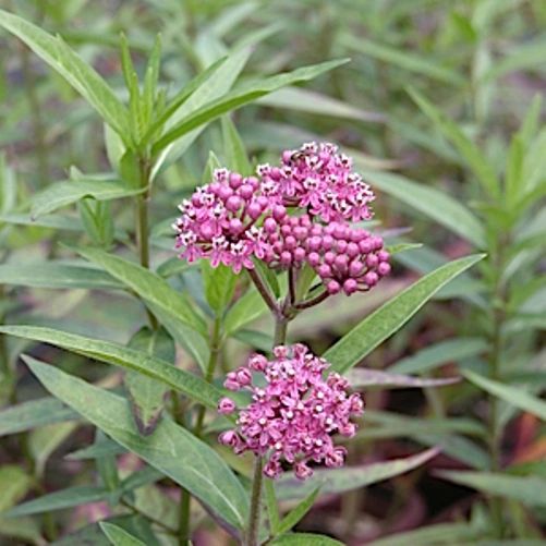 Asclepias incarnata - Swamp Milkweed Single Plants