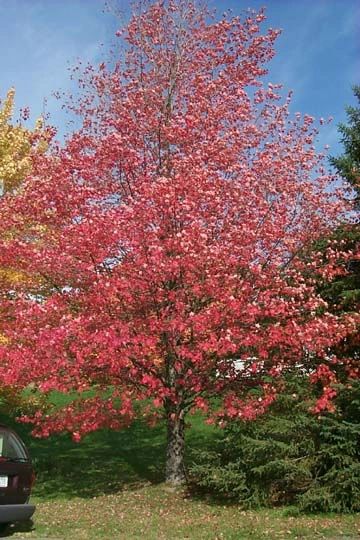 Acer Rubrum (Red Maple) - (Bare Root) Plants (50-Count)