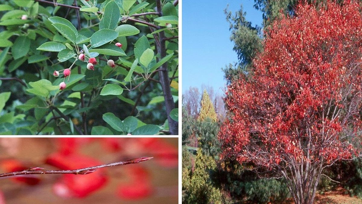 Amelanchier (Shadbush)