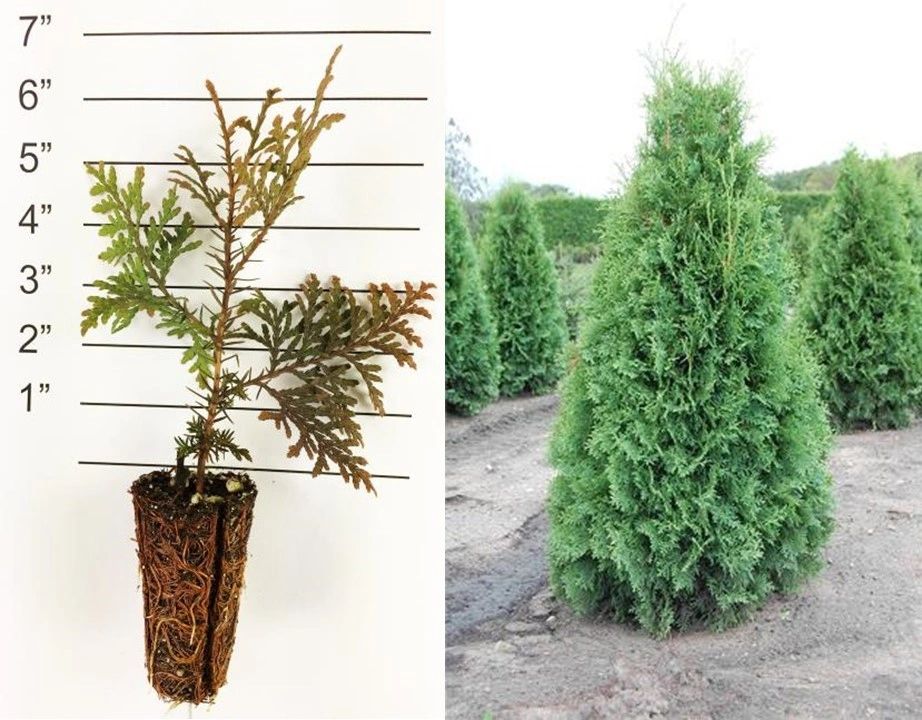 THUJA OCCIDENTALIS - Single Plants