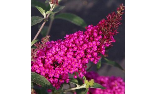 BUDDLEIA davidii 'BUZZ Hot Raspberry' PPAF - Six (6) Plants