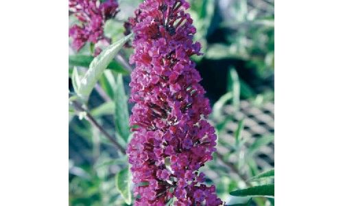 BUDDLEIA davidii 'BUZZ Midnight' PPAF - Full Flat of 21 Plants