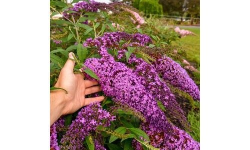 BUDDLEIA 'Violet Cascade' PPAF - Full Flat of 21 Plants
