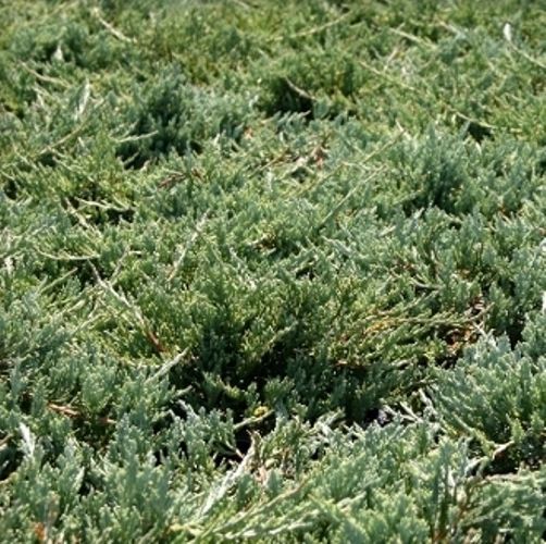 Juniper Bar Harbor (4-Inch Container)