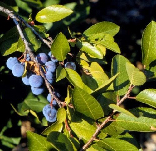Prunus maritima (Beach Plum)