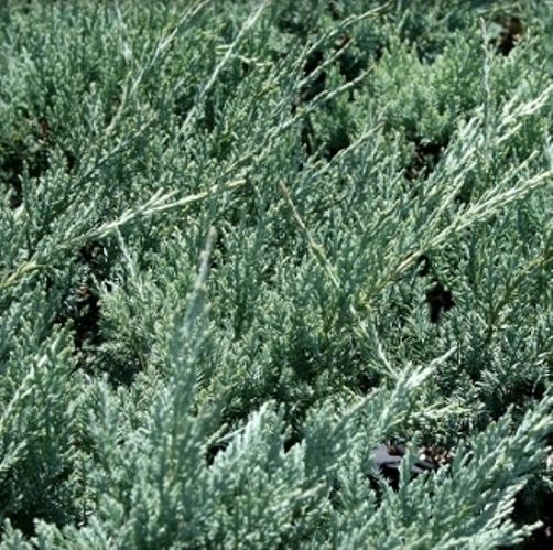 Juniper Blue Pfitzer - Full Flat of 60 Plants